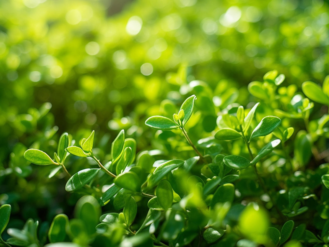 Pruning Saws – Cyclone Tools