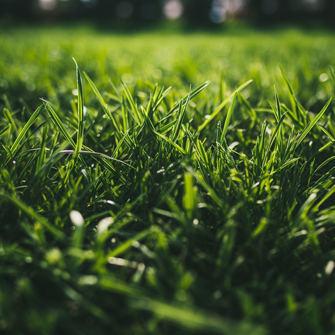 Lawn Maintenance Tools – Cyclone Tools